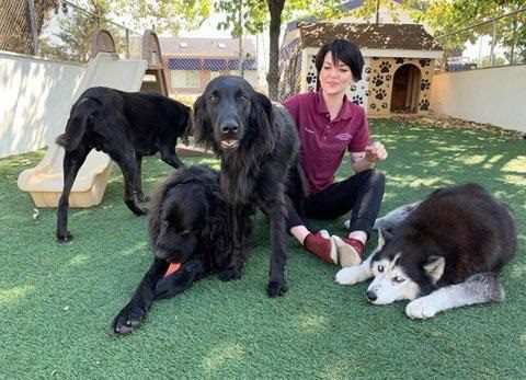 Noah's Ark Veterinary & Boarding Resort - Maryland Pet Gazette